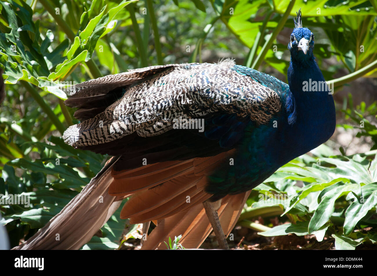Peacock bird animal hi-res stock photography and images - Alamy