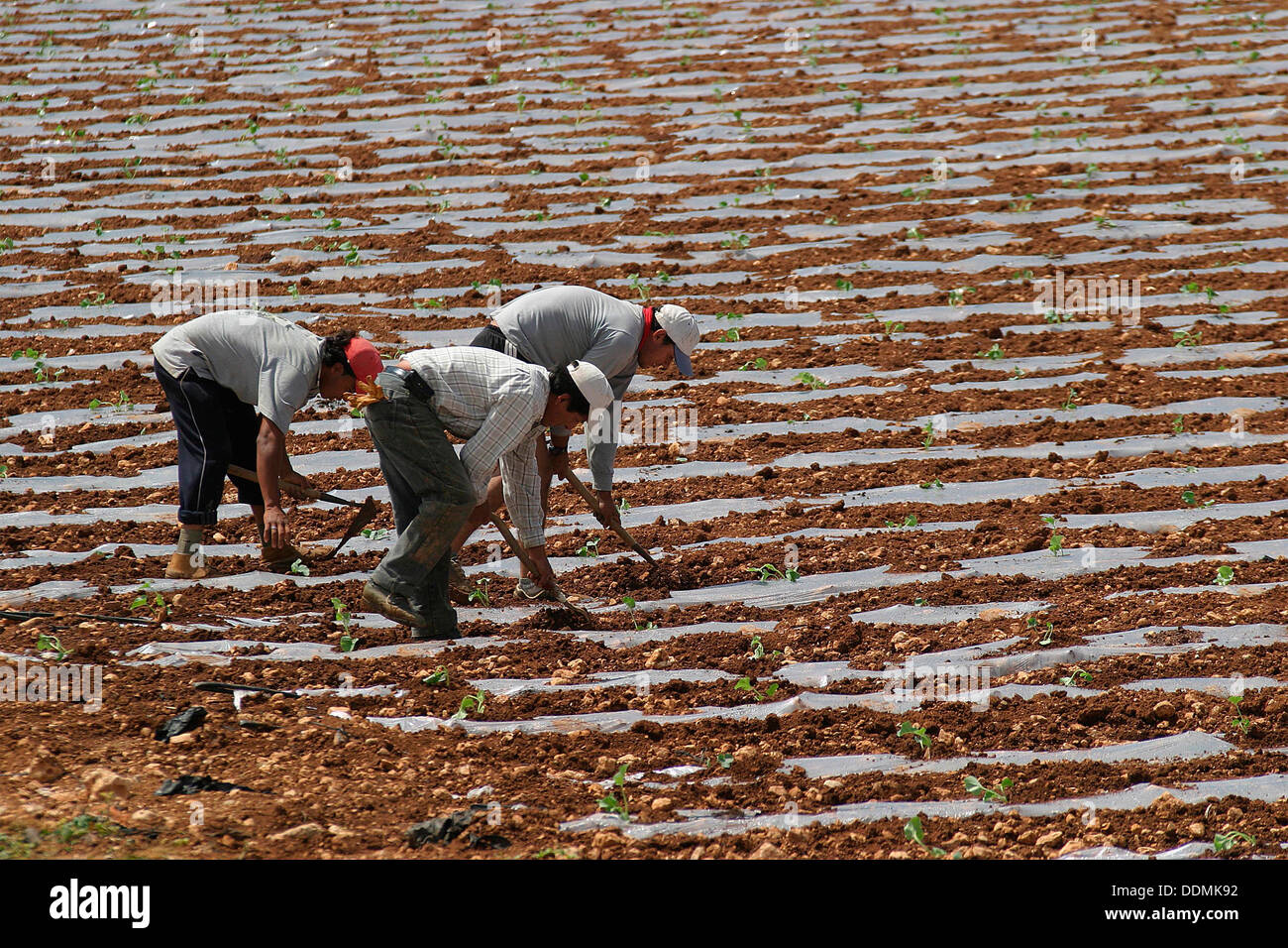 Peasants work in a strawberries field using the plasticulture system to ...