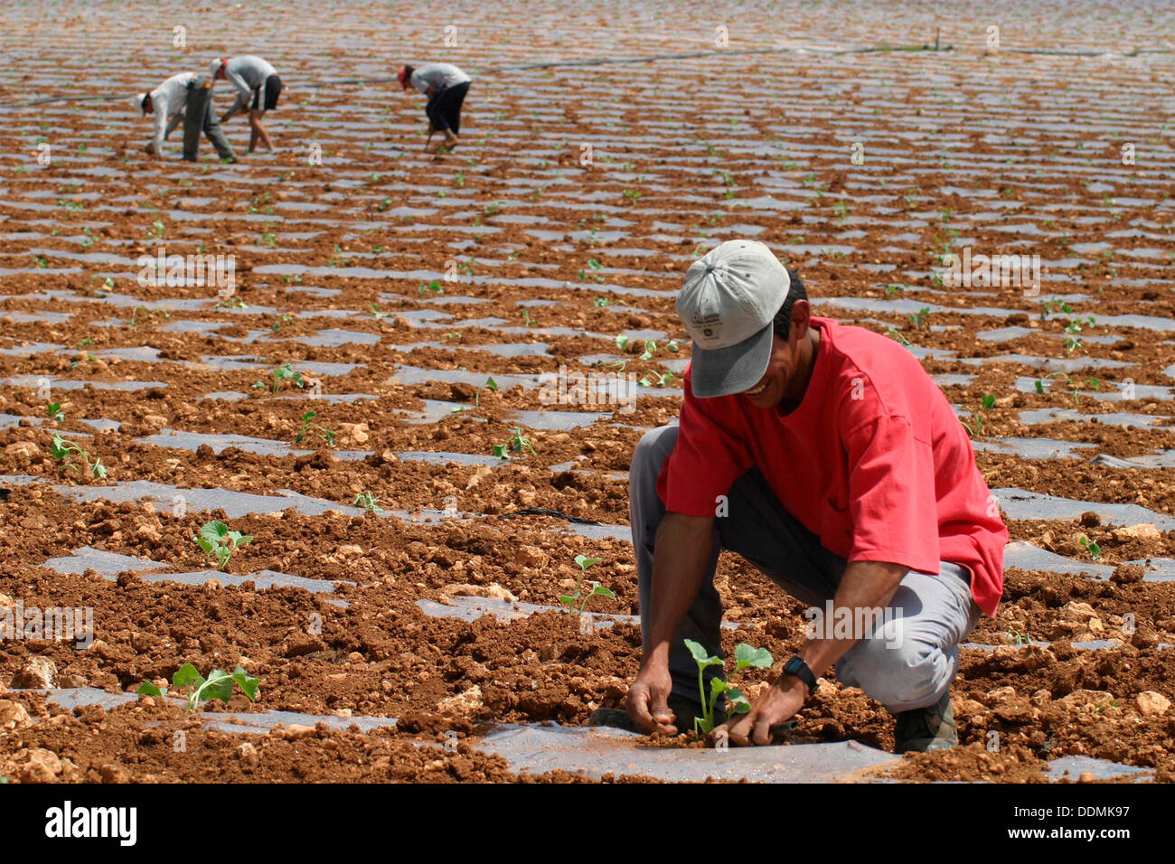 Peasants work in a strawberries field using the plasticulture system to ...