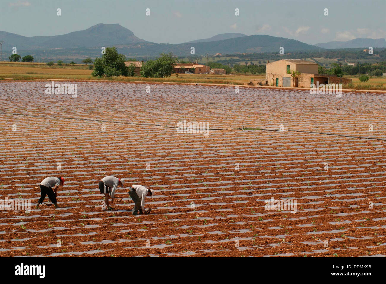 Peasants work in a strawberries field using the plasticulture system to ...