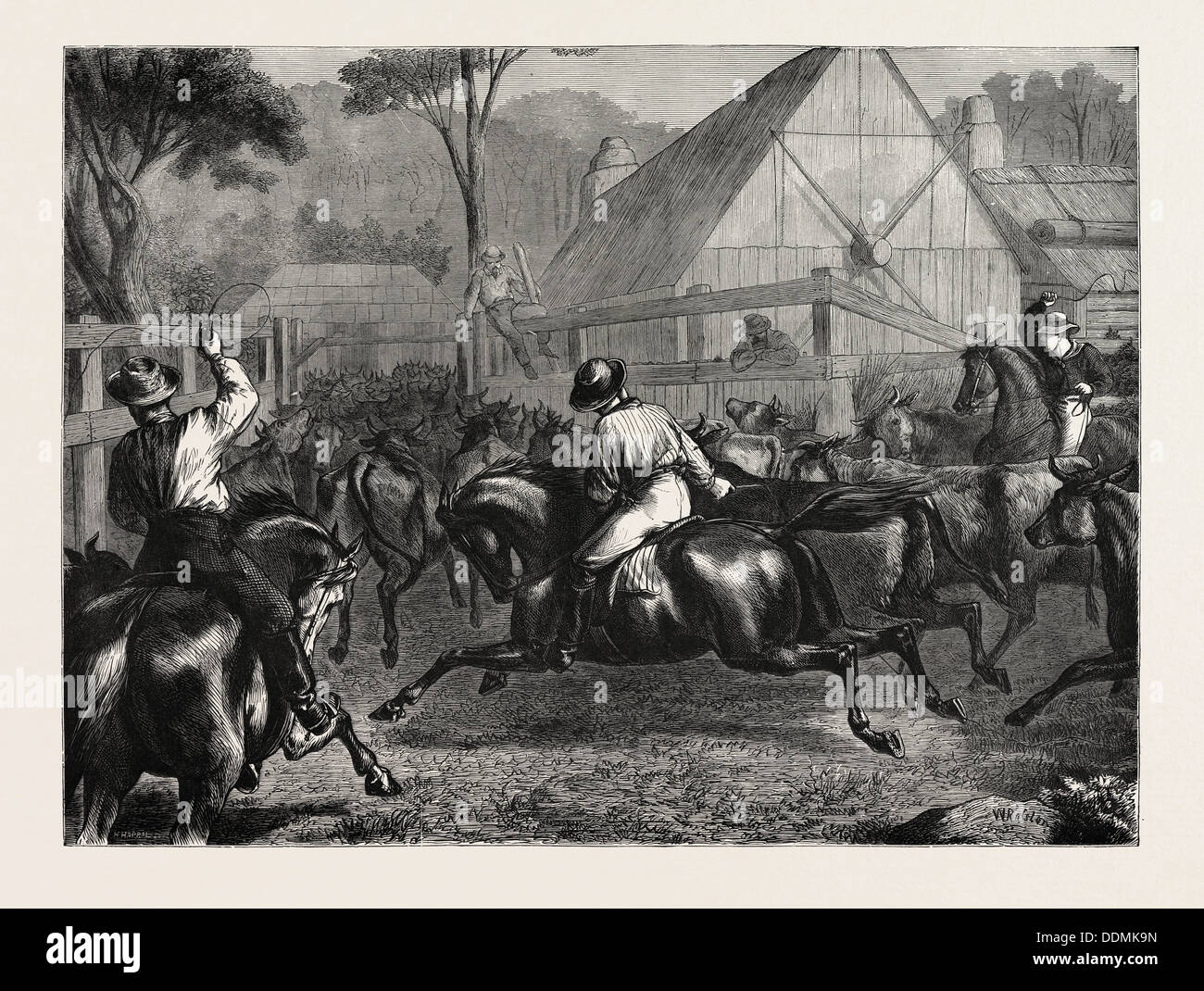 MUSTERING CATTLE IN AUSTRALIA, 1871 Stock Photo - Alamy