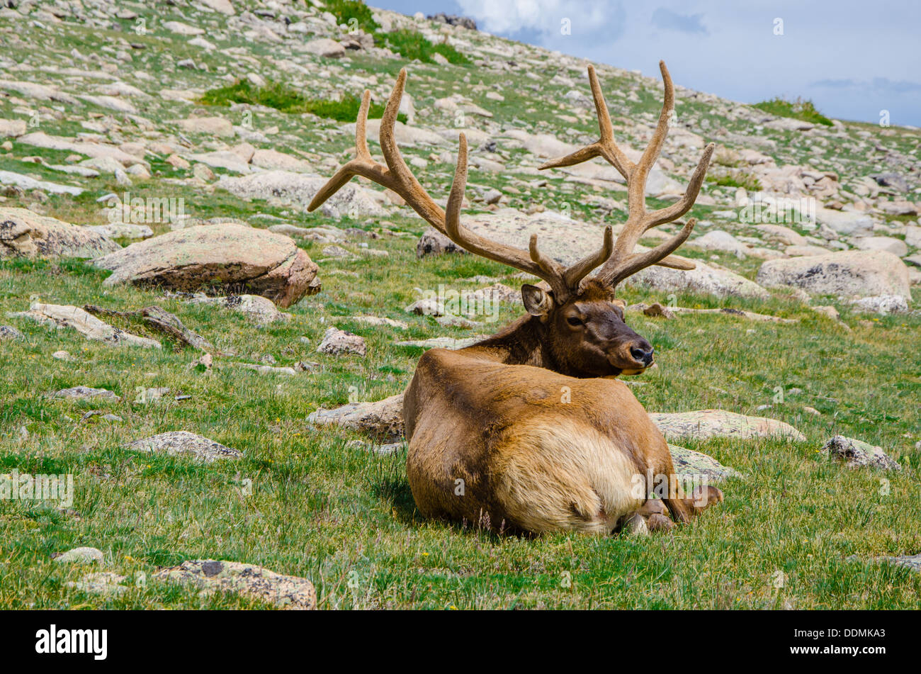 Rocky Mountain Elk Stock Photo - Alamy