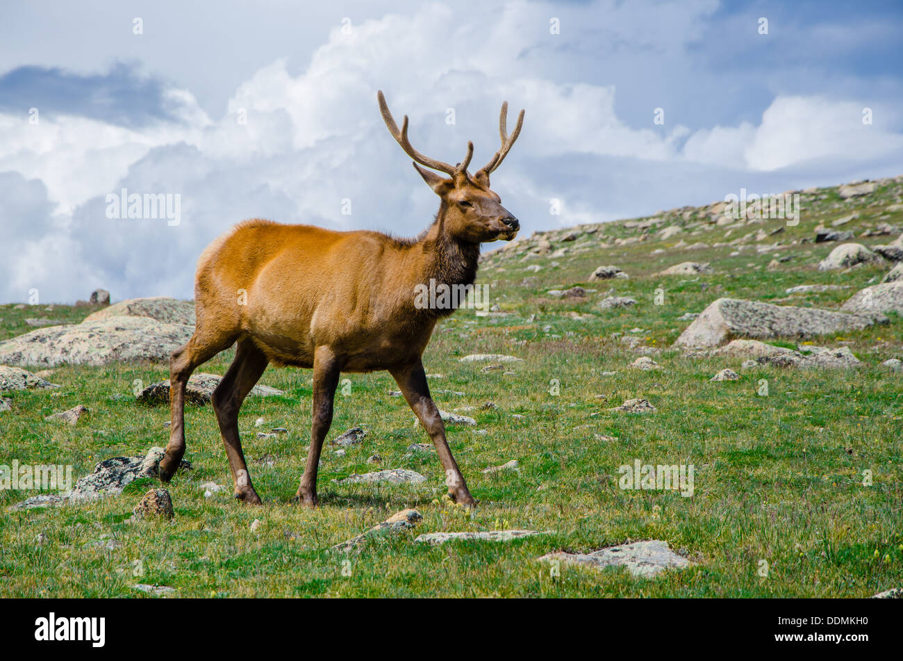Rocky Mountain Elk Stock Photo - Alamy