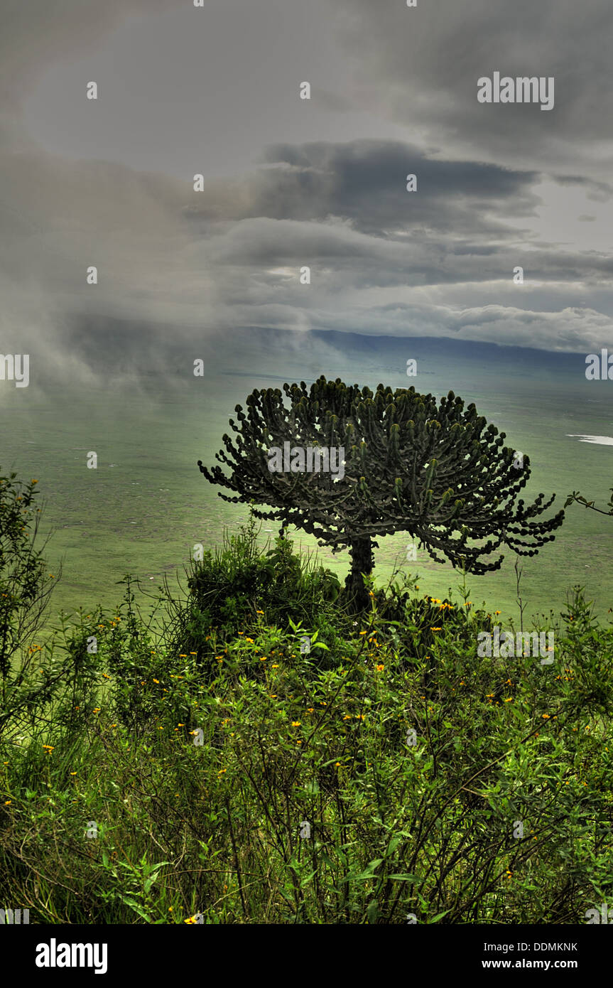African Candelabra Tree over Ngorongoro Crater. East Africa Tanzania ...