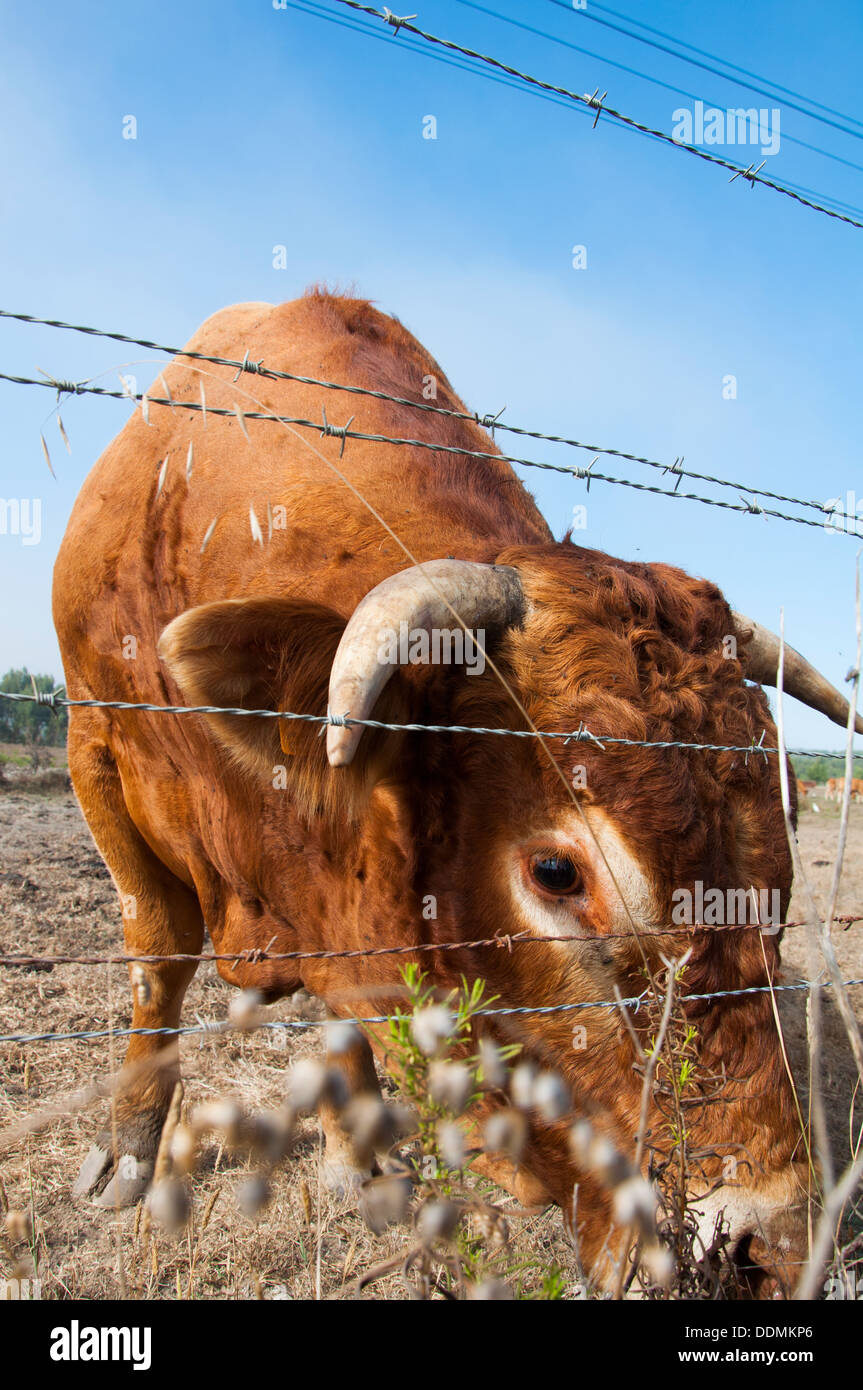 Cattle close hi-res stock photography and images - Alamy