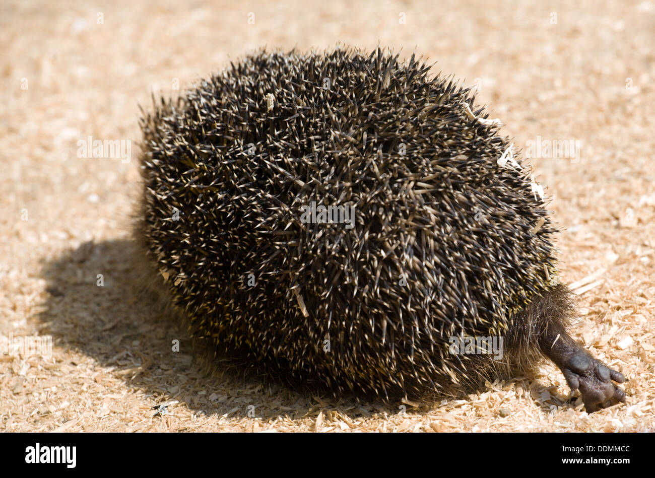closeup of hedgehog's back and its funny paw Stock Photo - Alamy