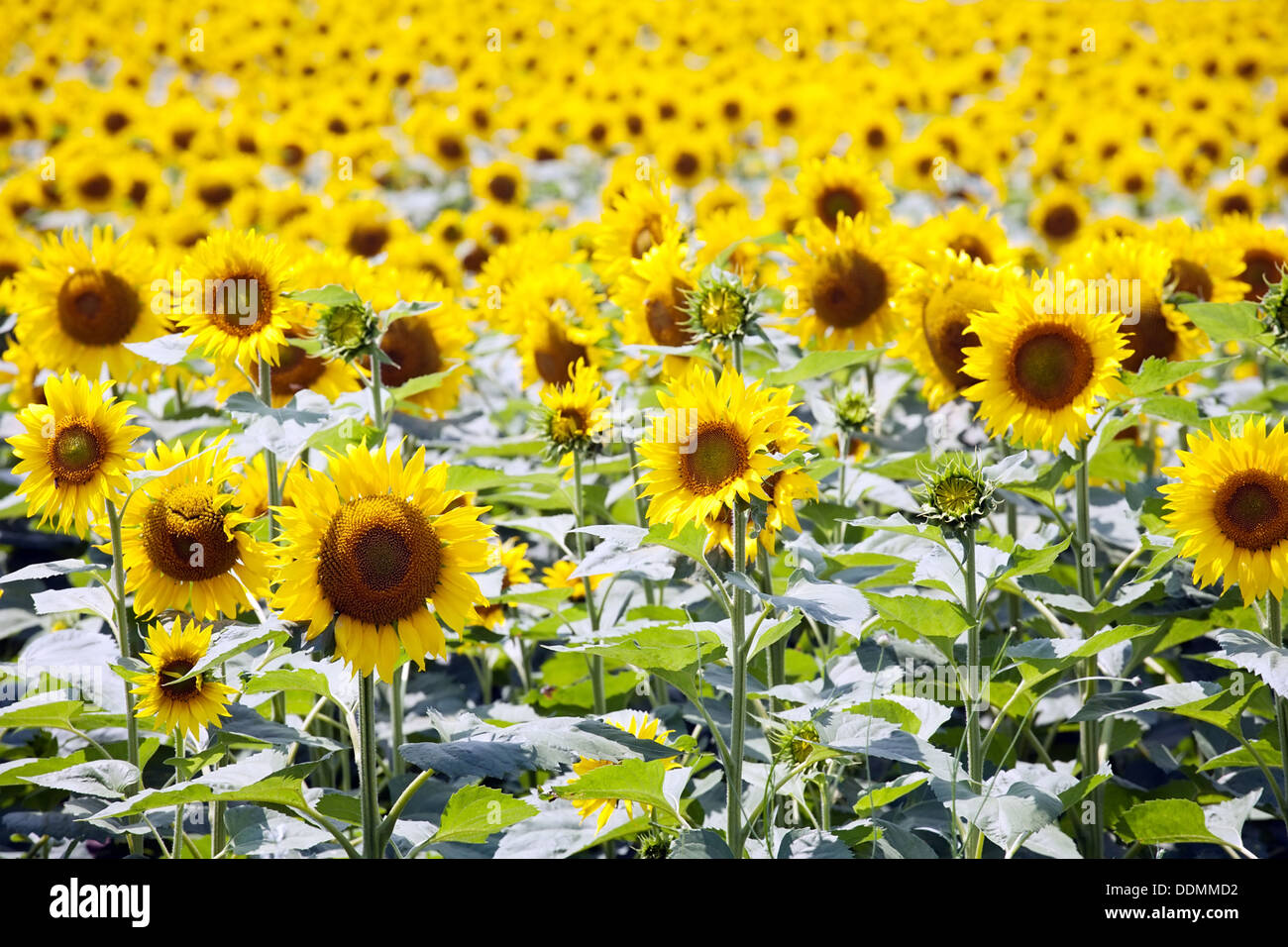wide field full of yellow sunflowers, panoramic view Stock Photo - Alamy
