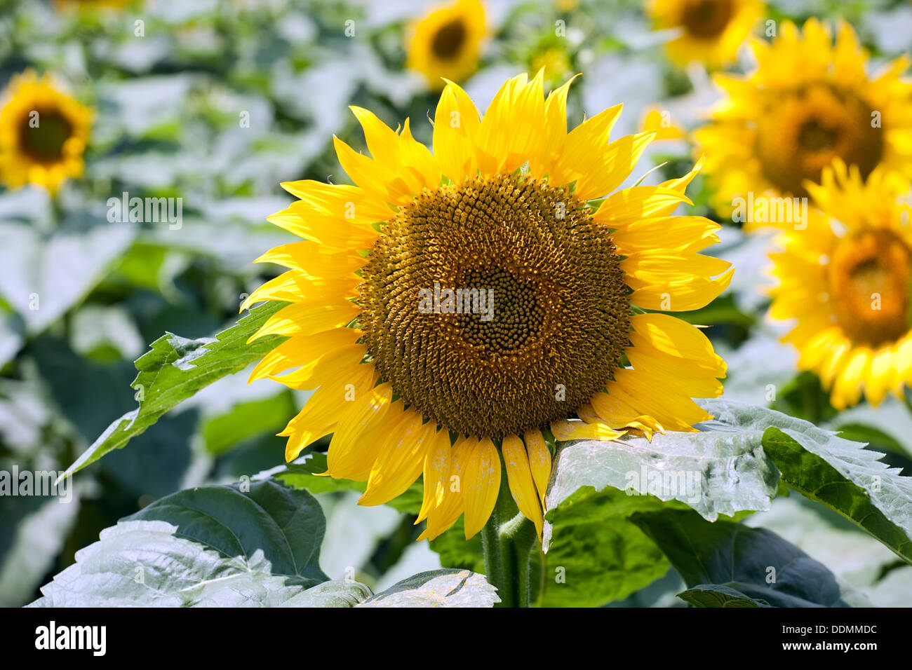 closeup of big sunflower on field background Stock Photo - Alamy
