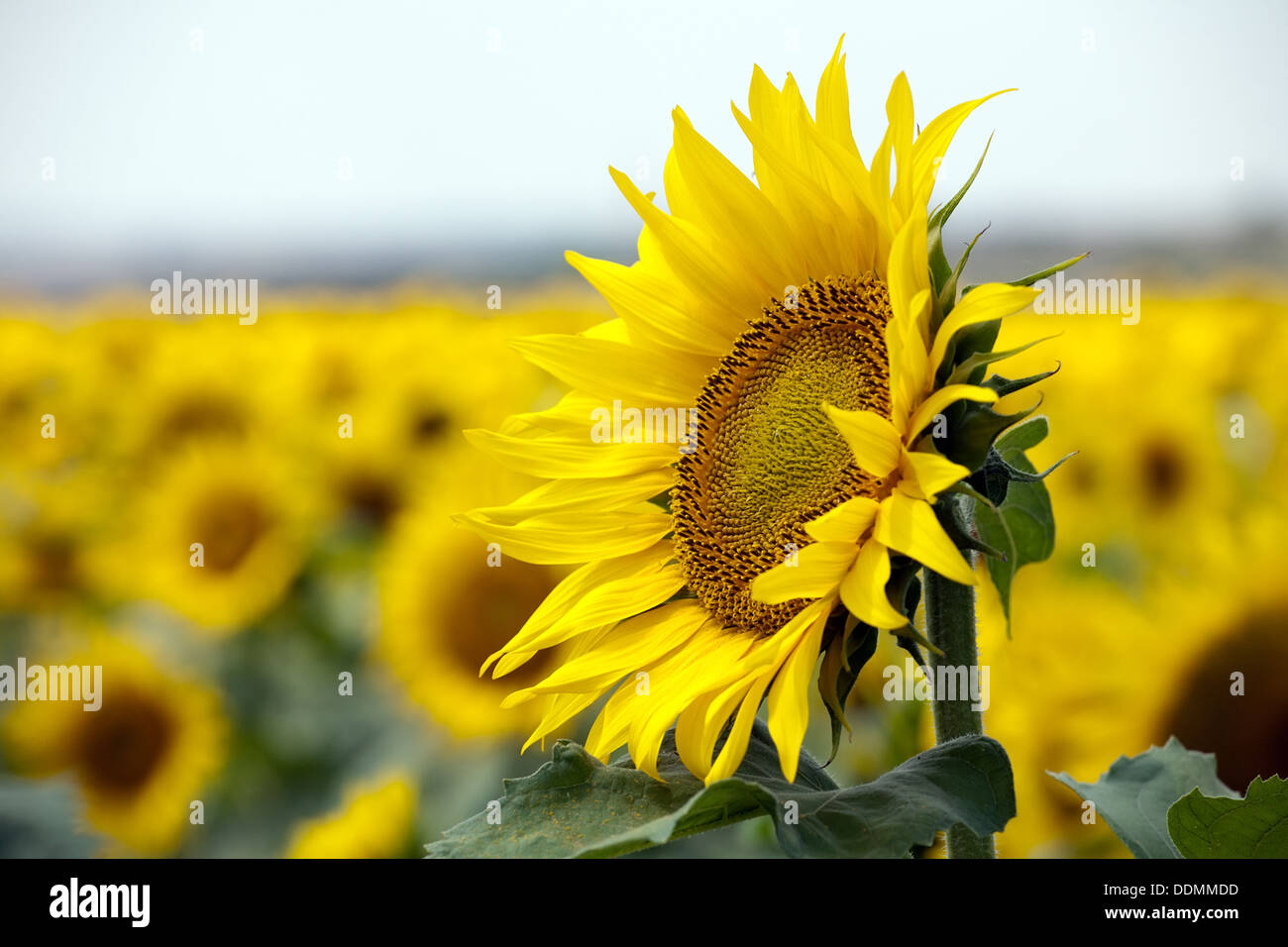 one big sunflower on wide yellow field background Stock Photo - Alamy