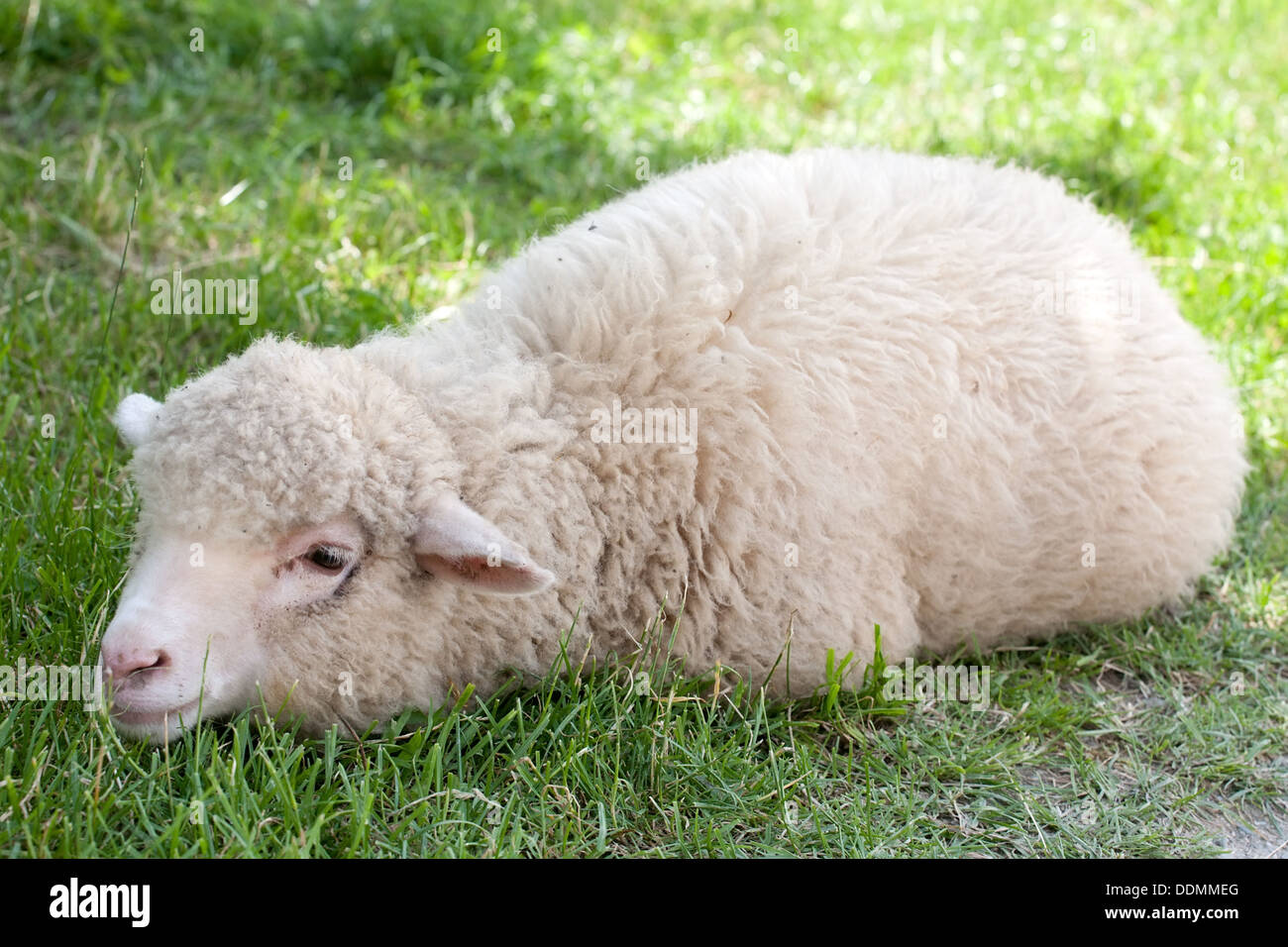 Sheep head side view hi-res stock photography and images - Alamy