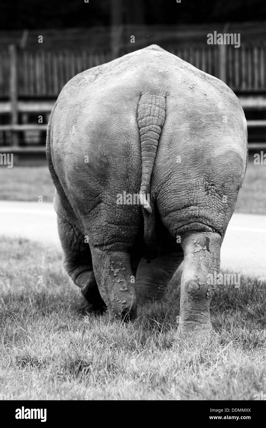 Picture rhino Black and White Stock Photos & Images - Alamy