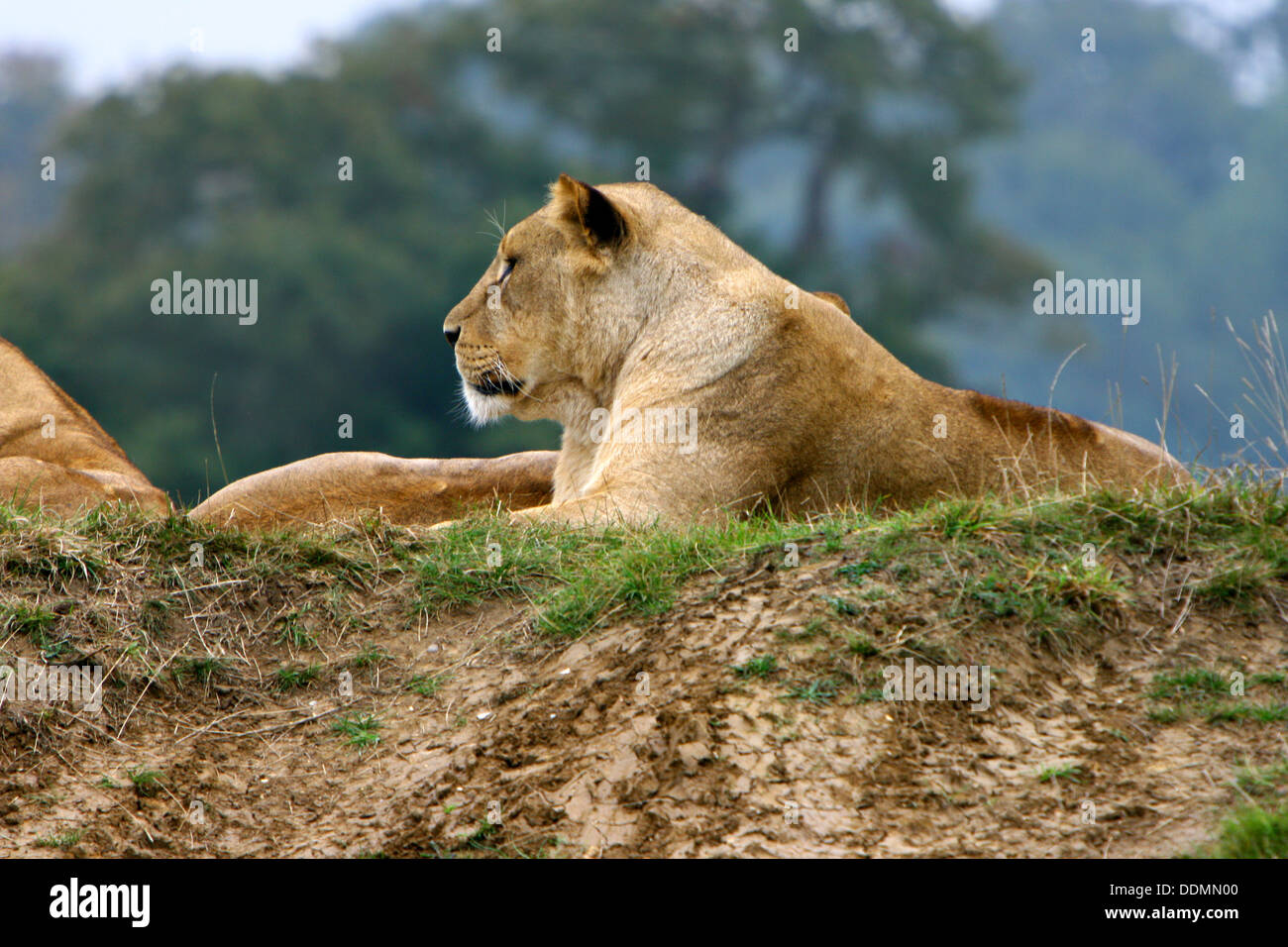 Side view of a lion looking to the left Stock Photo - Alamy