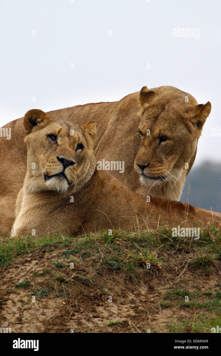 Two Lioness With Lion