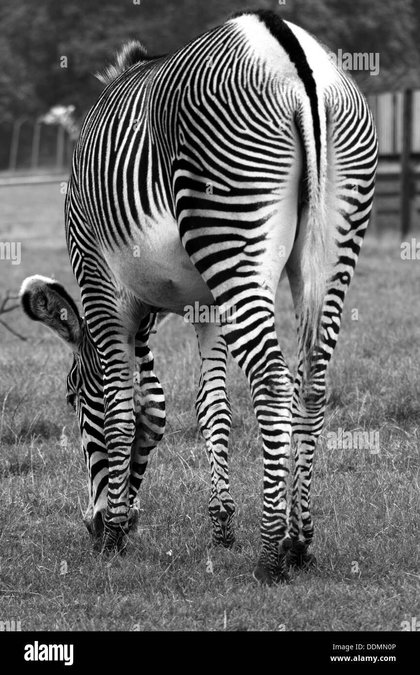 Zebra from behind Stock Photo - Alamy