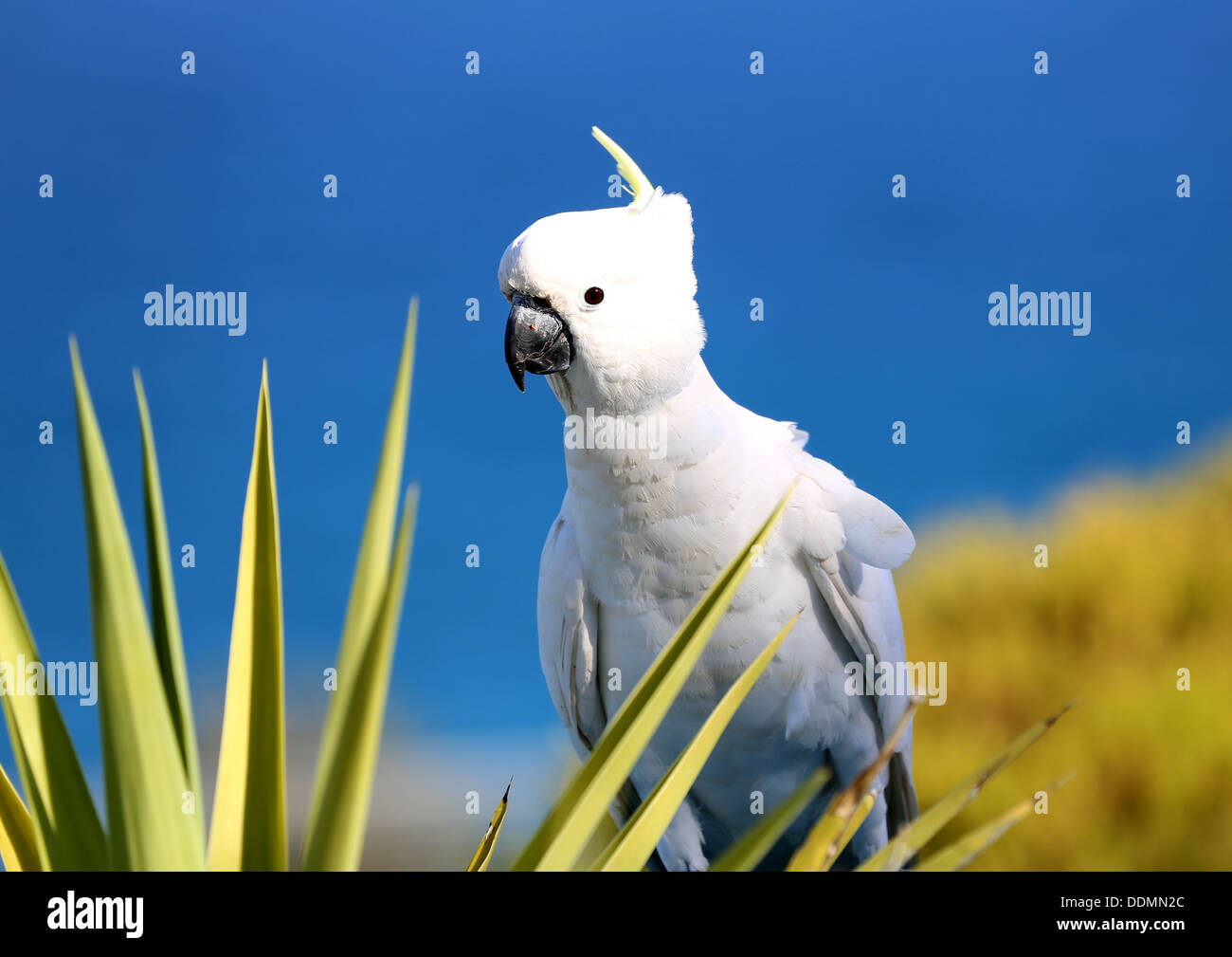 Blue cockatoo hi-res stock photography and images - Alamy