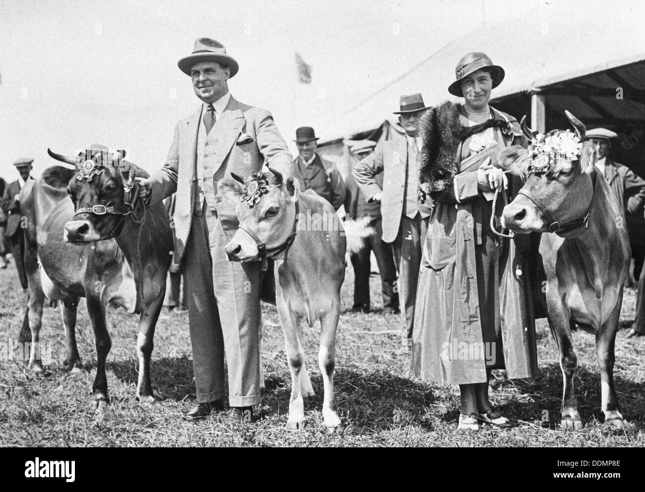 Harold Mackintosh with 2 prize winning cows at an agricultural show ...