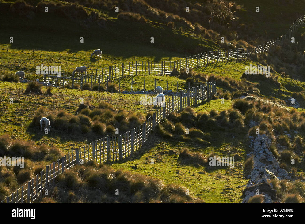 Sheep, fence and farmland, Sandymount, Otago Peninsula, Dunedin, Otago ...
