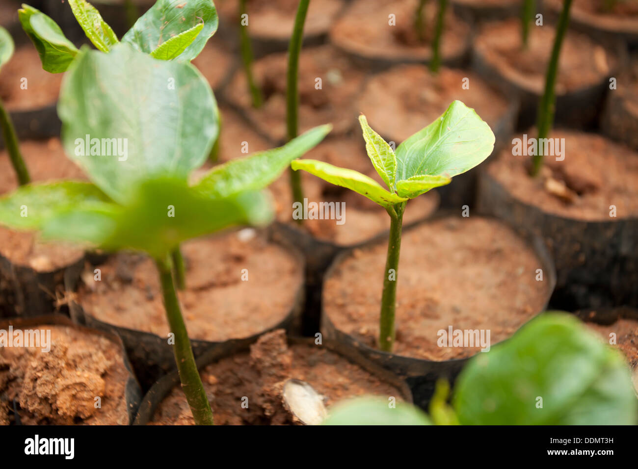 young plant, Sasha inchi young plant in agriculture plantation Stock ...