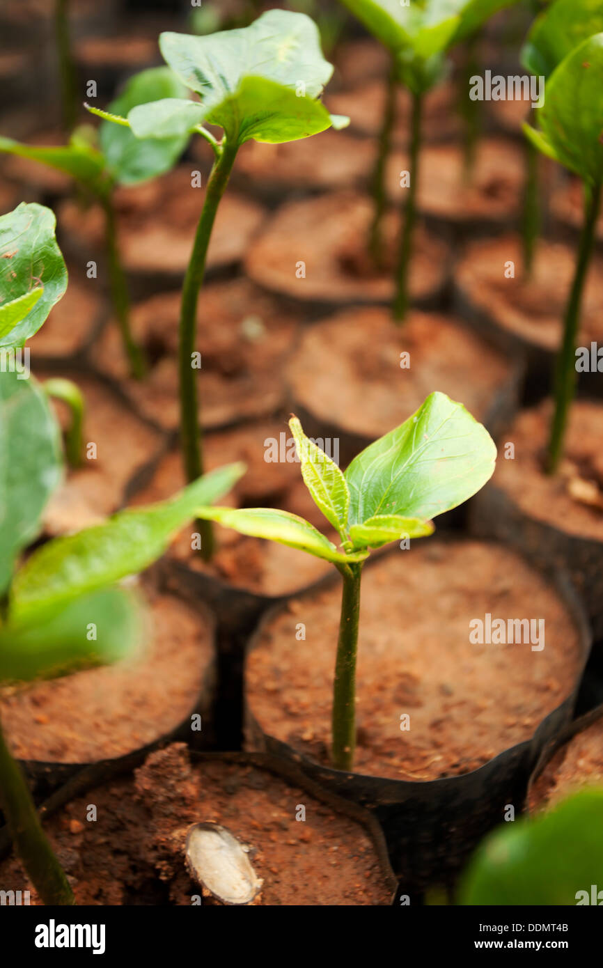 Sacha inchi tree hi-res stock photography and images - Alamy