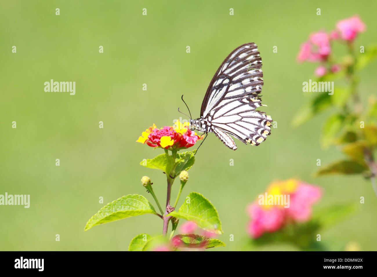 Butterfly smell flower in nature with green background Stock Photo - Alamy