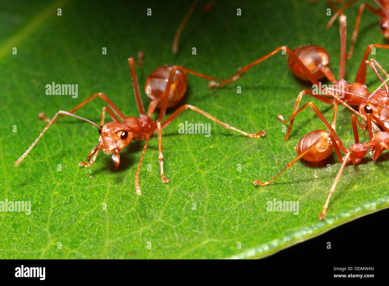 Ant soldier show fang mean ready for fighting Stock Photo - Alamy