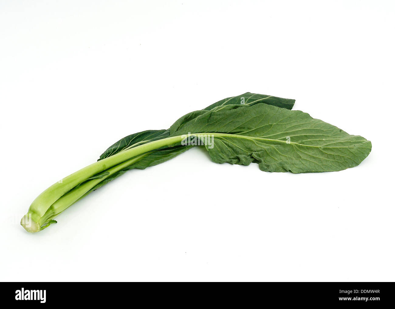 A couple of leaves of Chinese broccoli against a white background Stock ...
