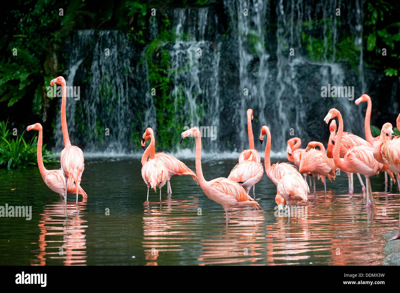A flock of light pink flamingos in a shallow river by a waterfall Stock ...
