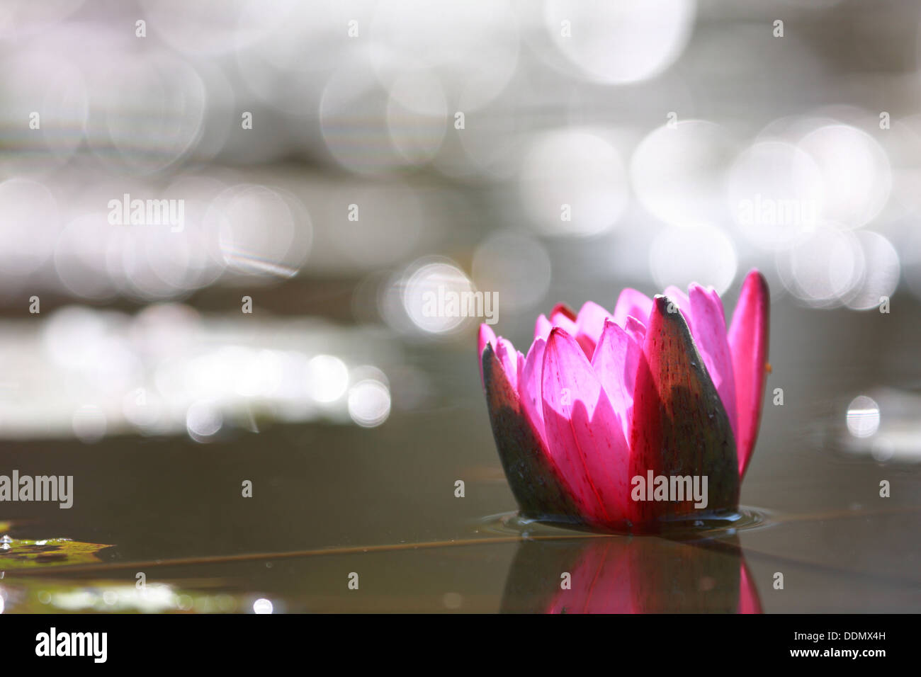 Single water lily reflection within pool Stock Photo - Alamy