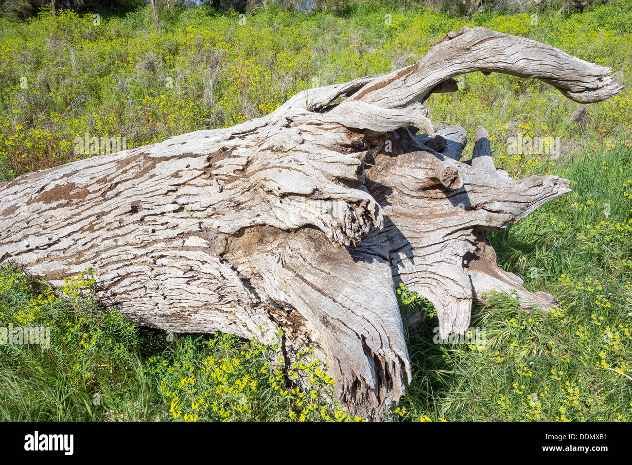 Old tree branch Stock Photo - Alamy