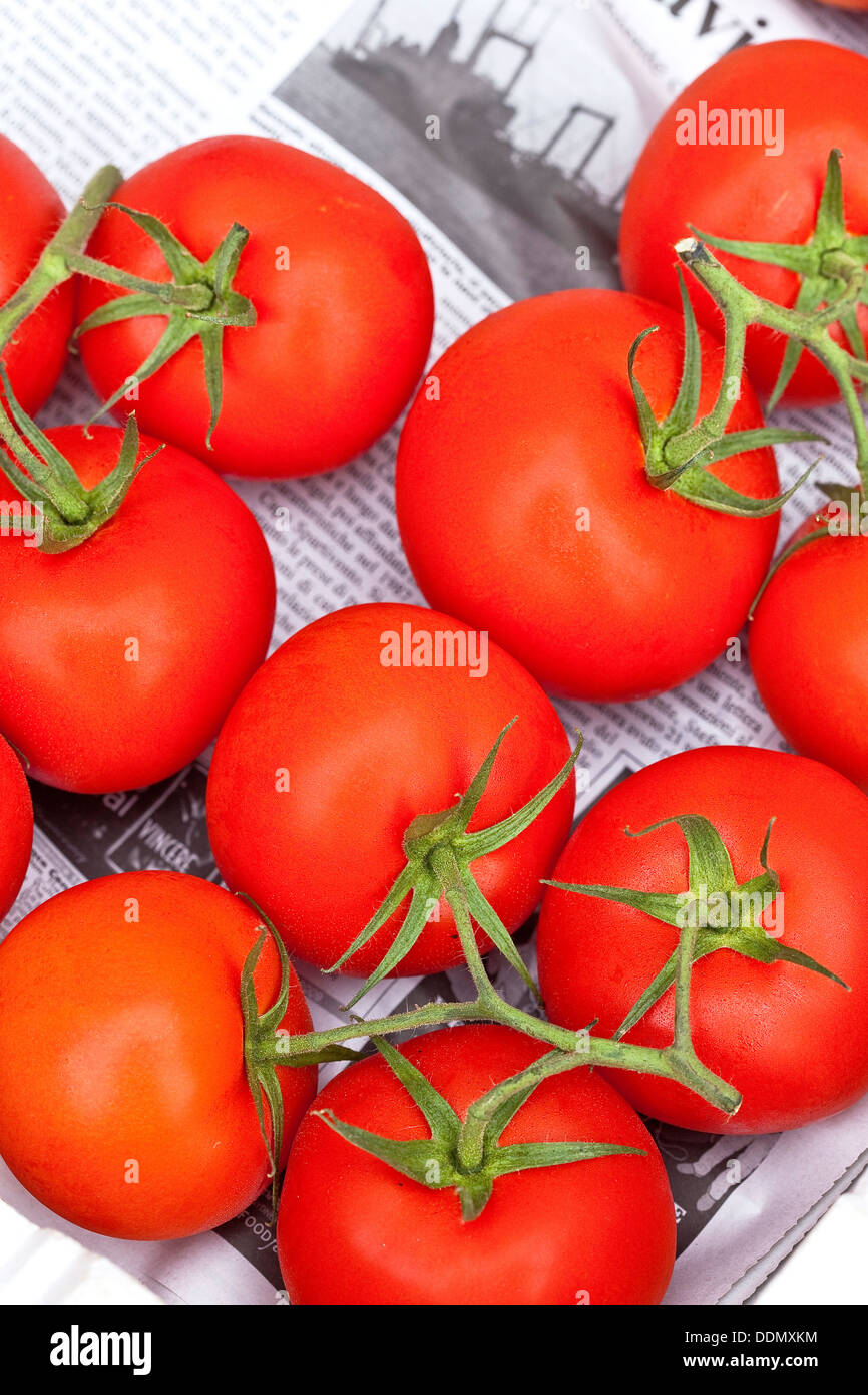 Tomato growers hi-res stock photography and images - Alamy