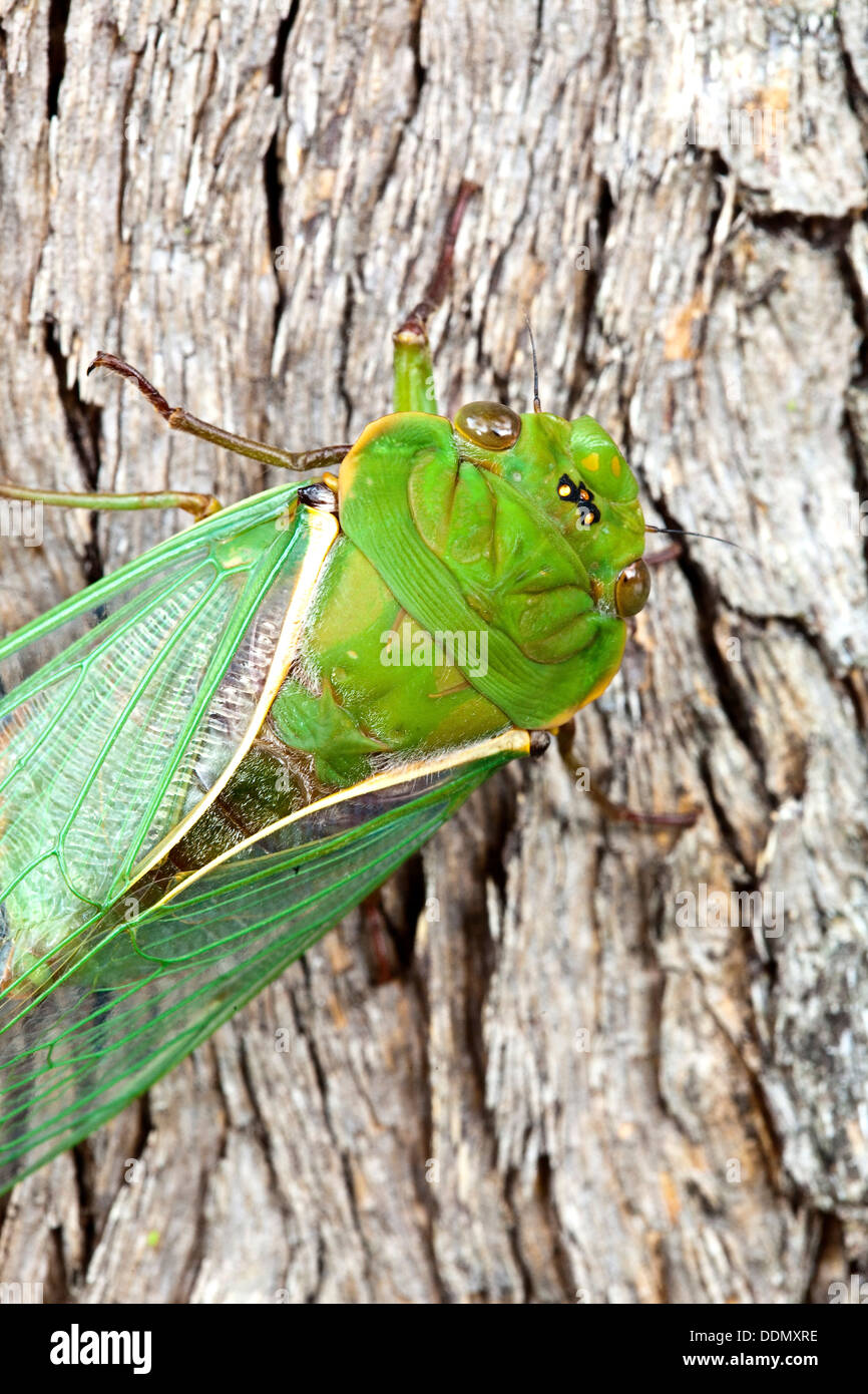Cicada hi-res stock photography and images - Alamy