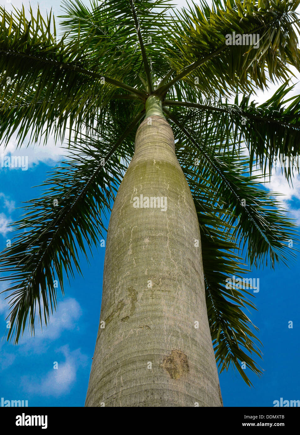 Coco floral hi-res stock photography and images - Alamy