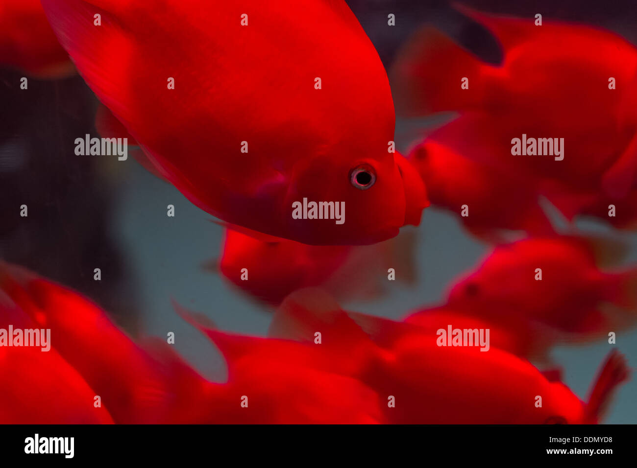 Aquarium fish collection hi-res stock photography and images - Alamy