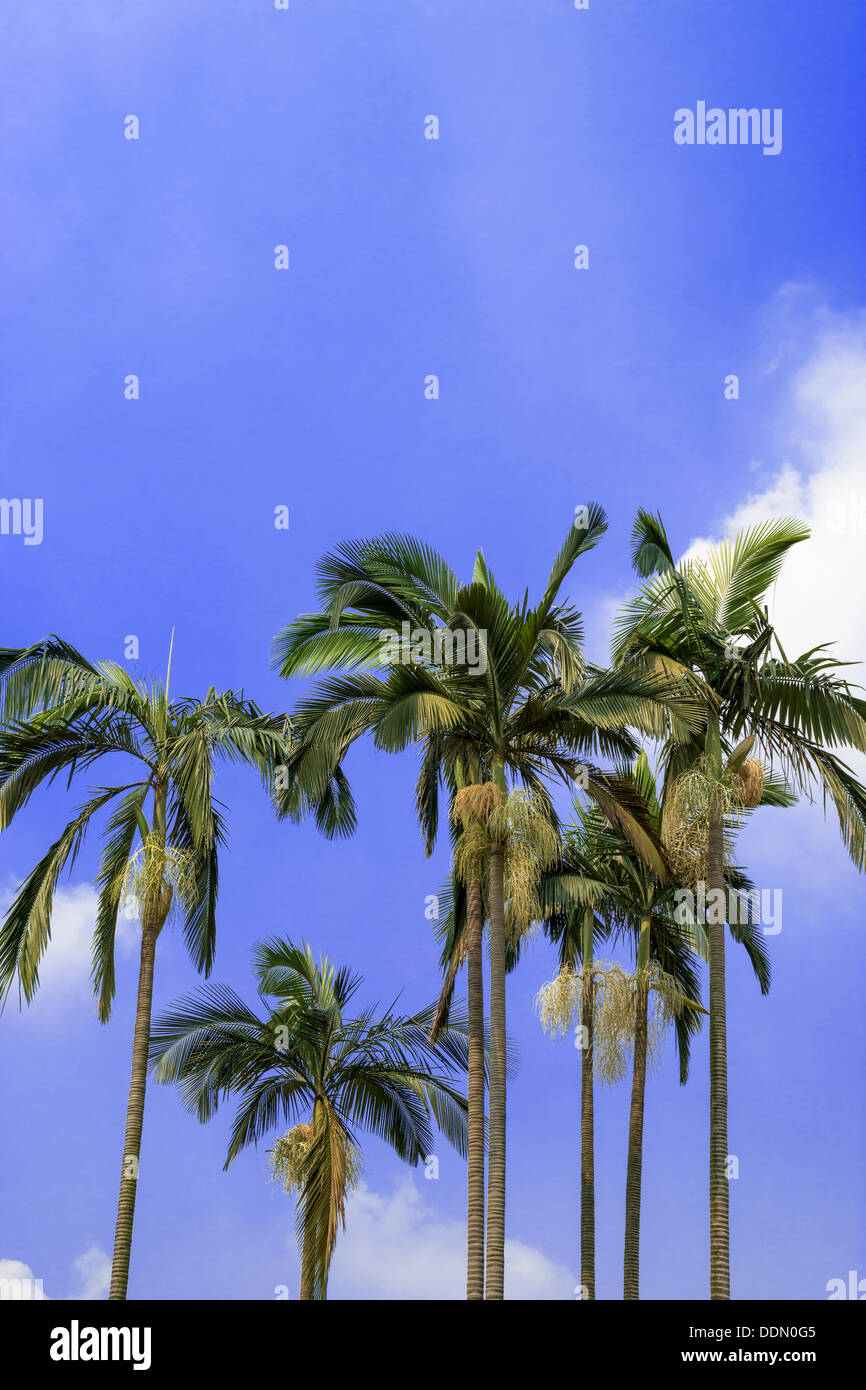 Coco tree hi-res stock photography and images - Alamy
