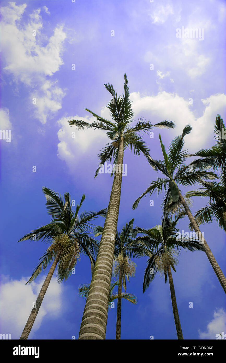 Coco floral hi-res stock photography and images - Alamy