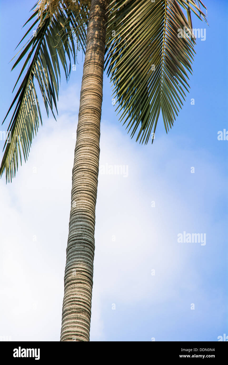 Coco tree hi-res stock photography and images - Alamy