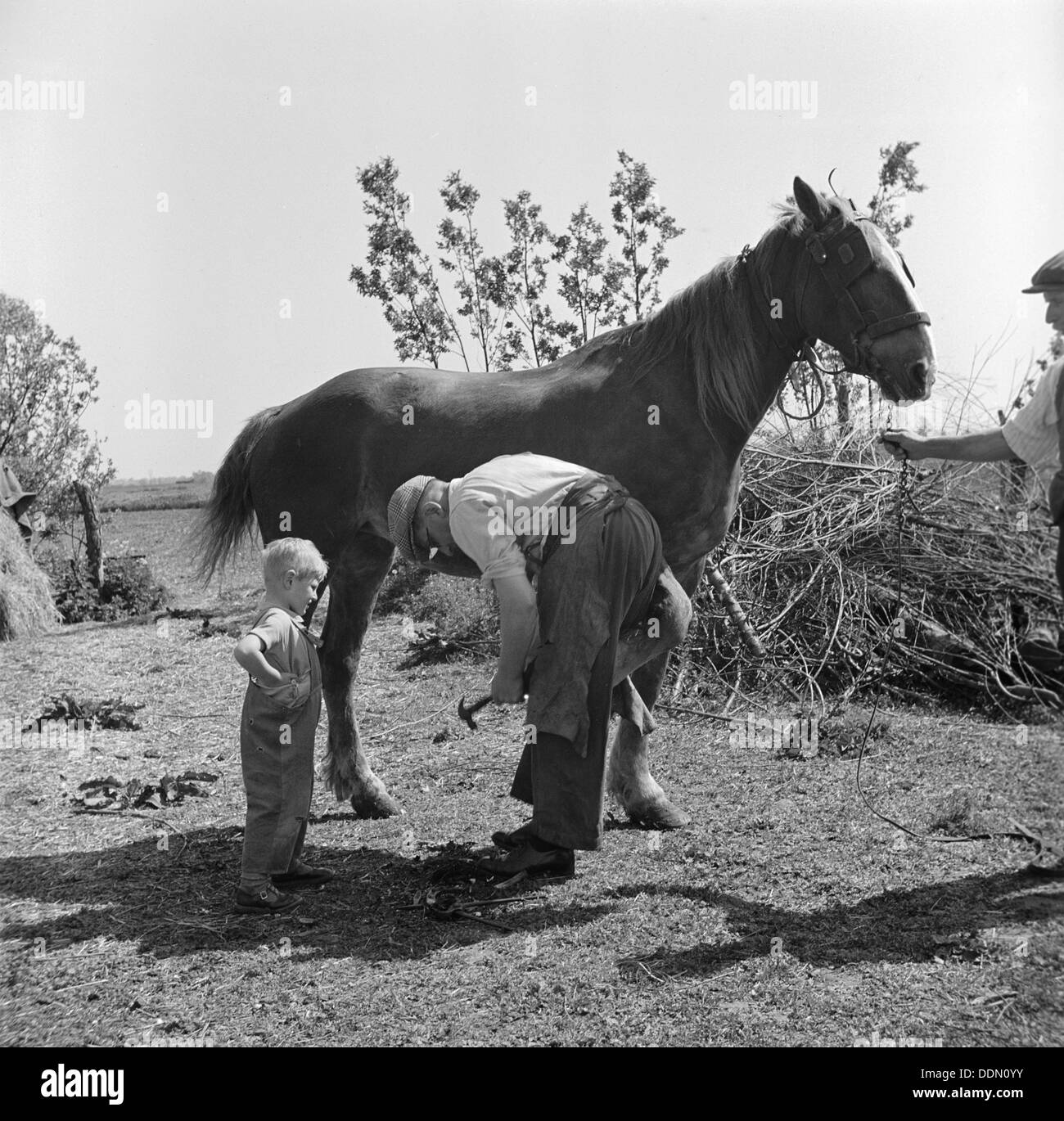 Farrier at Soham, Cambridgeshire, 1948. Artist: Hallam Ashley Stock ...