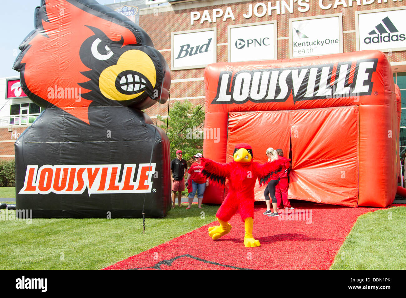 Sept 1, 2013 - Louisville, Kentucky, U.S. - Louie the Cardinal pumps up ...