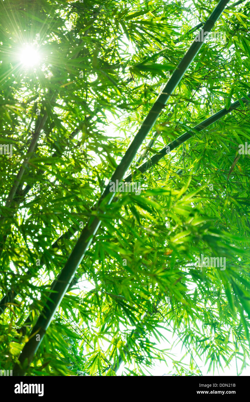 Bamboo and nature hi-res stock photography and images - Alamy