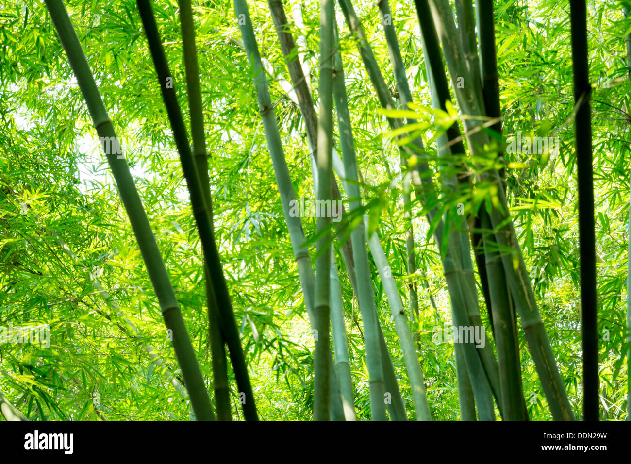 Bamboo and nature hi-res stock photography and images - Alamy