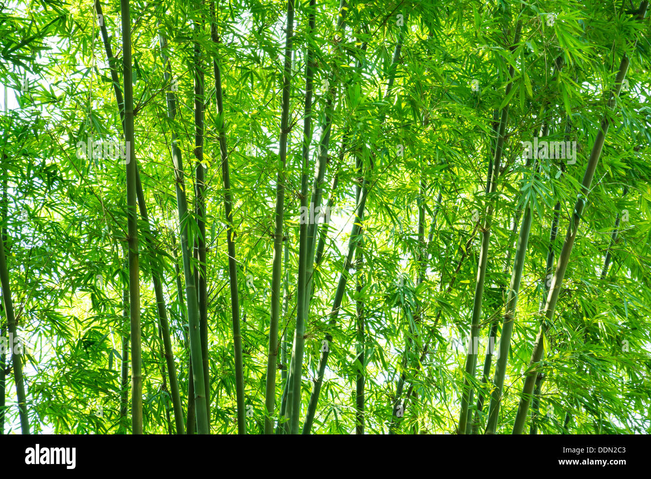 Bamboo and nature hi-res stock photography and images - Alamy
