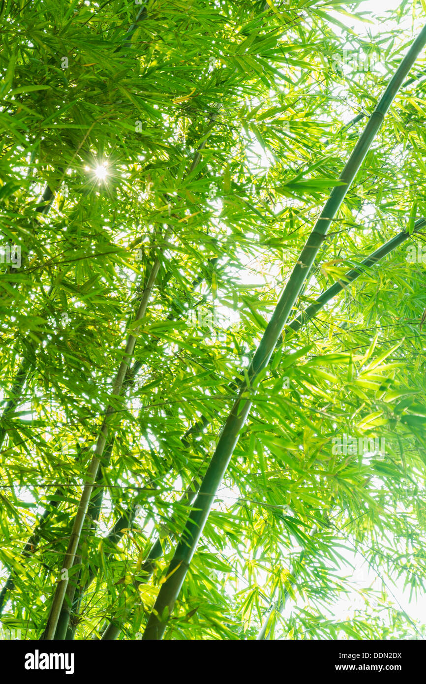 Bamboo and nature hi-res stock photography and images - Alamy