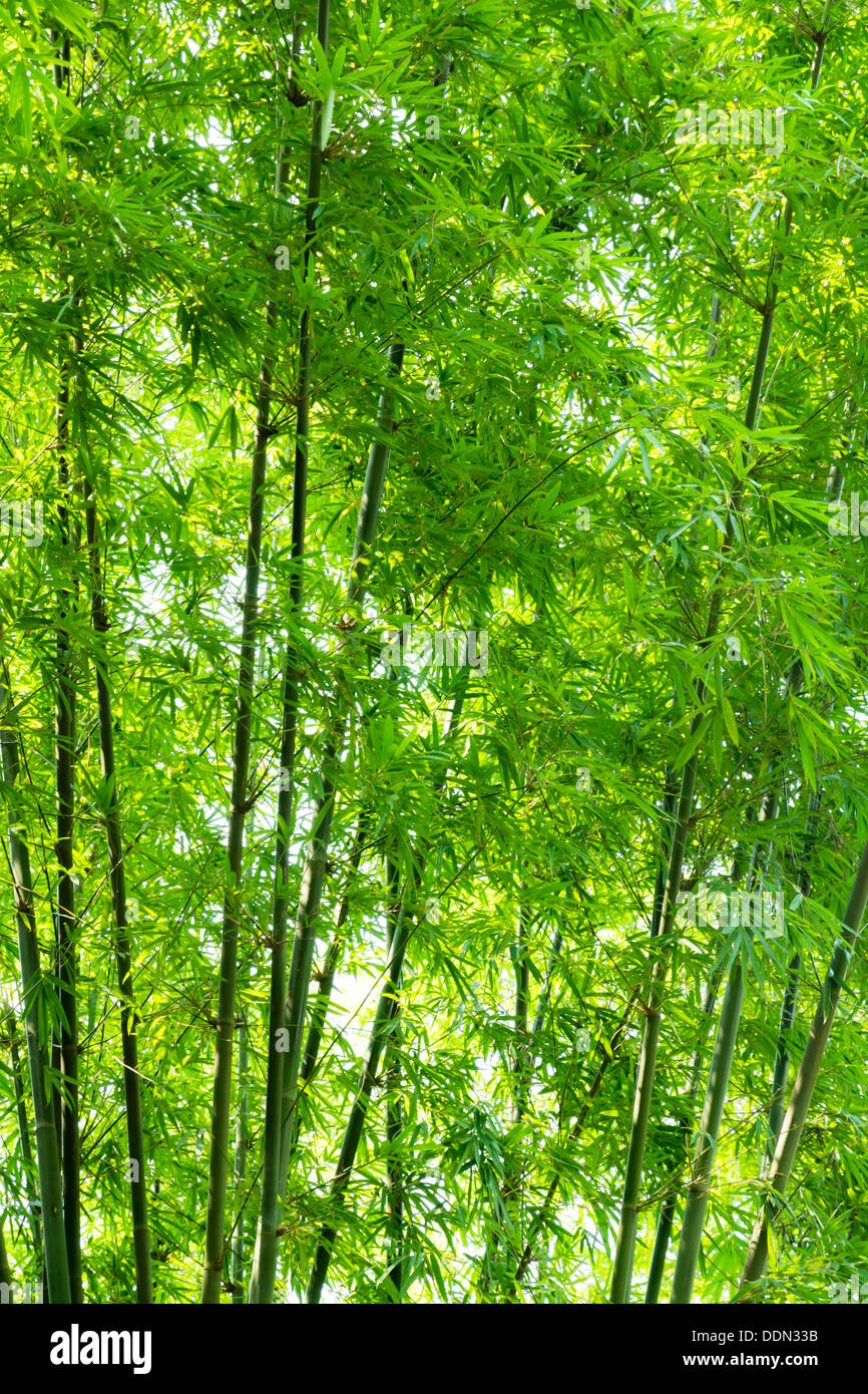 Bamboo and nature hi-res stock photography and images - Alamy