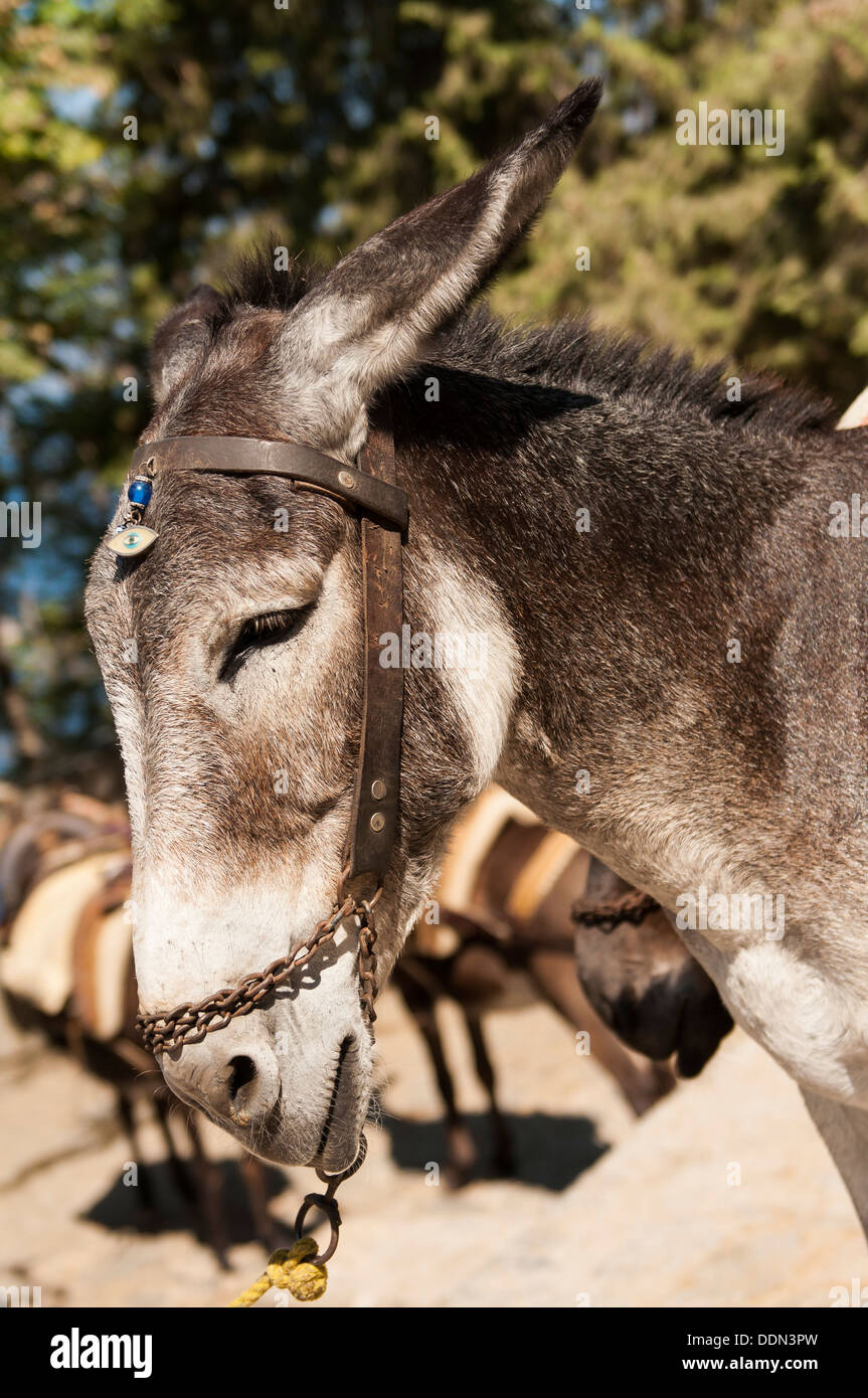 Donkey head hi-res stock photography and images - Alamy