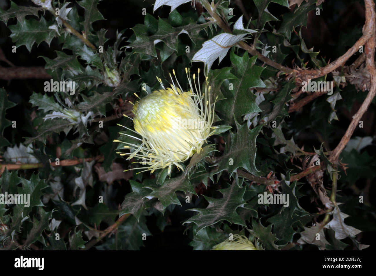 Urchin Dryandra flowers - Dryandra praemorsa- [Banksia undata] - Family ...
