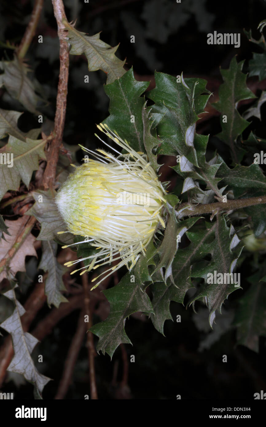 Urchin Dryandra flowers - Dryandra praemorsa- [Banksia undata] - Family ...