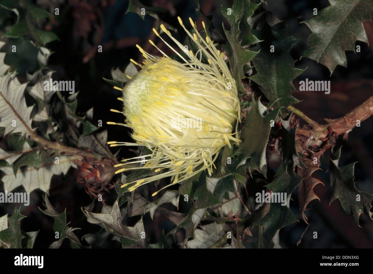 Dryandra flower hi-res stock photography and images - Alamy