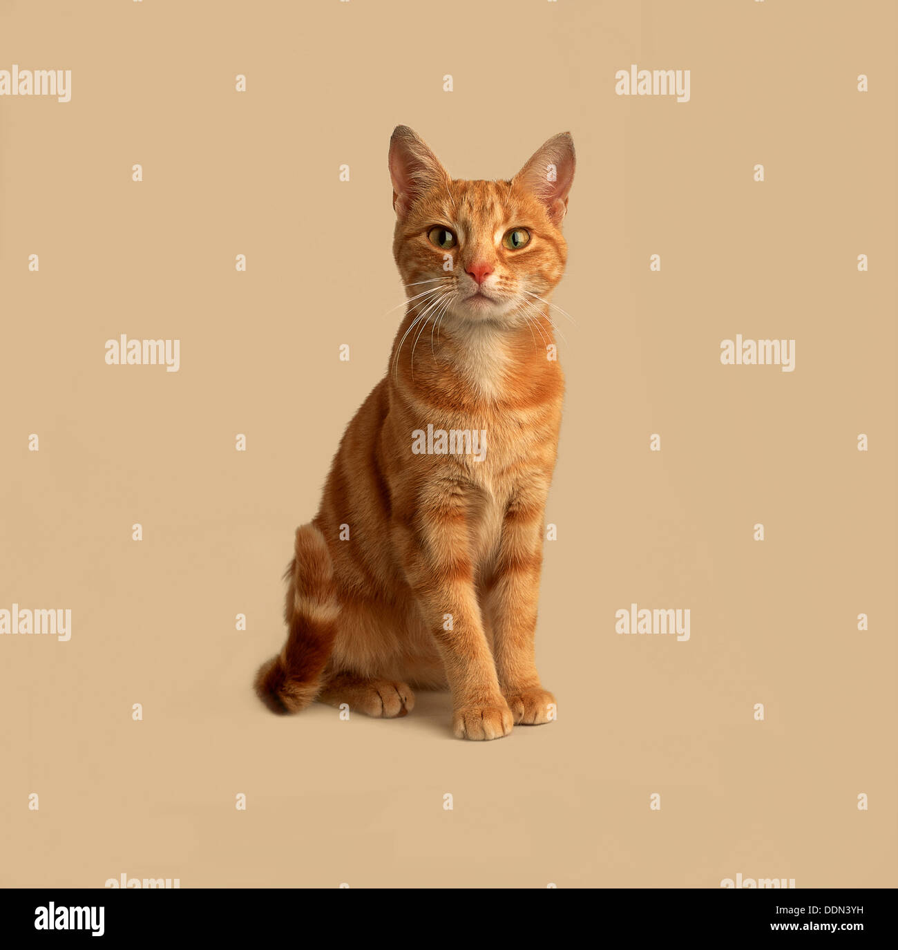 Pictor green hi-res stock photography and images - Alamy