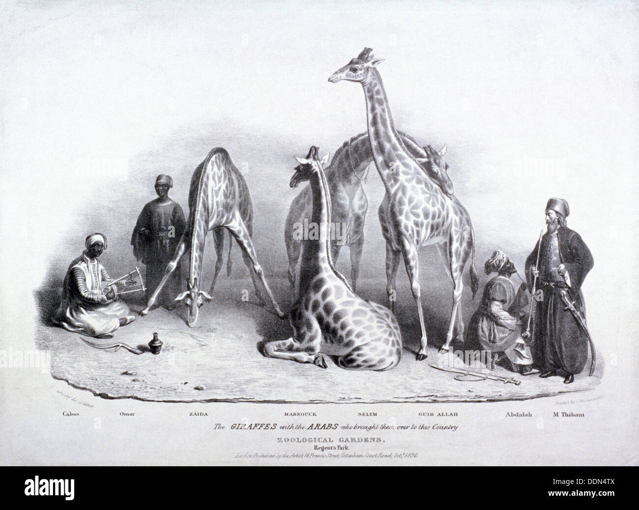 Giraffes at the Zoological Gardens, Regent's Park, Marylebone, London ...