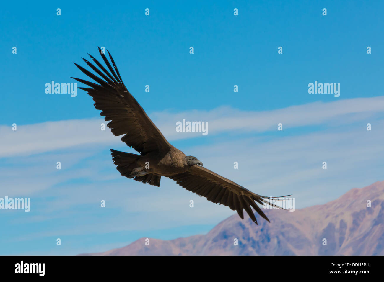 Flying condor over Colca canyon,Peru,South America. This is a condor ...